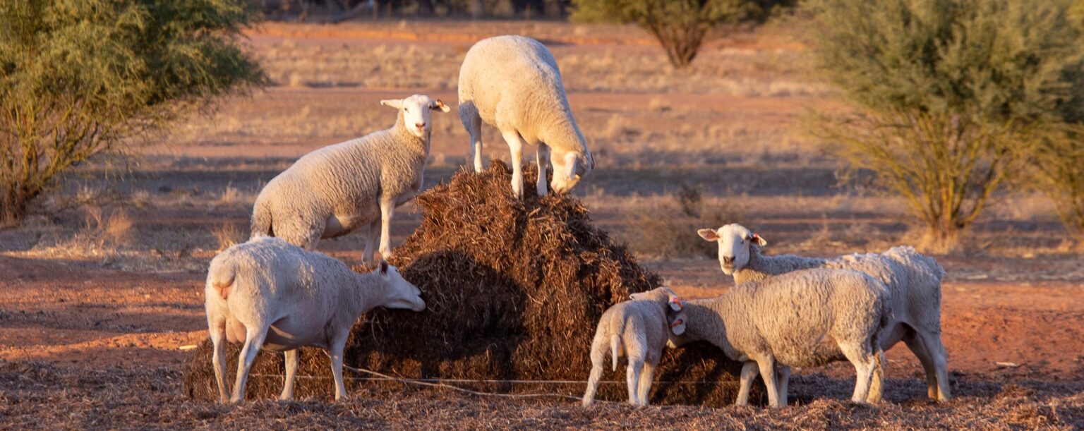 Managing a drought in marginal pastoral country - Australian Dorper ...