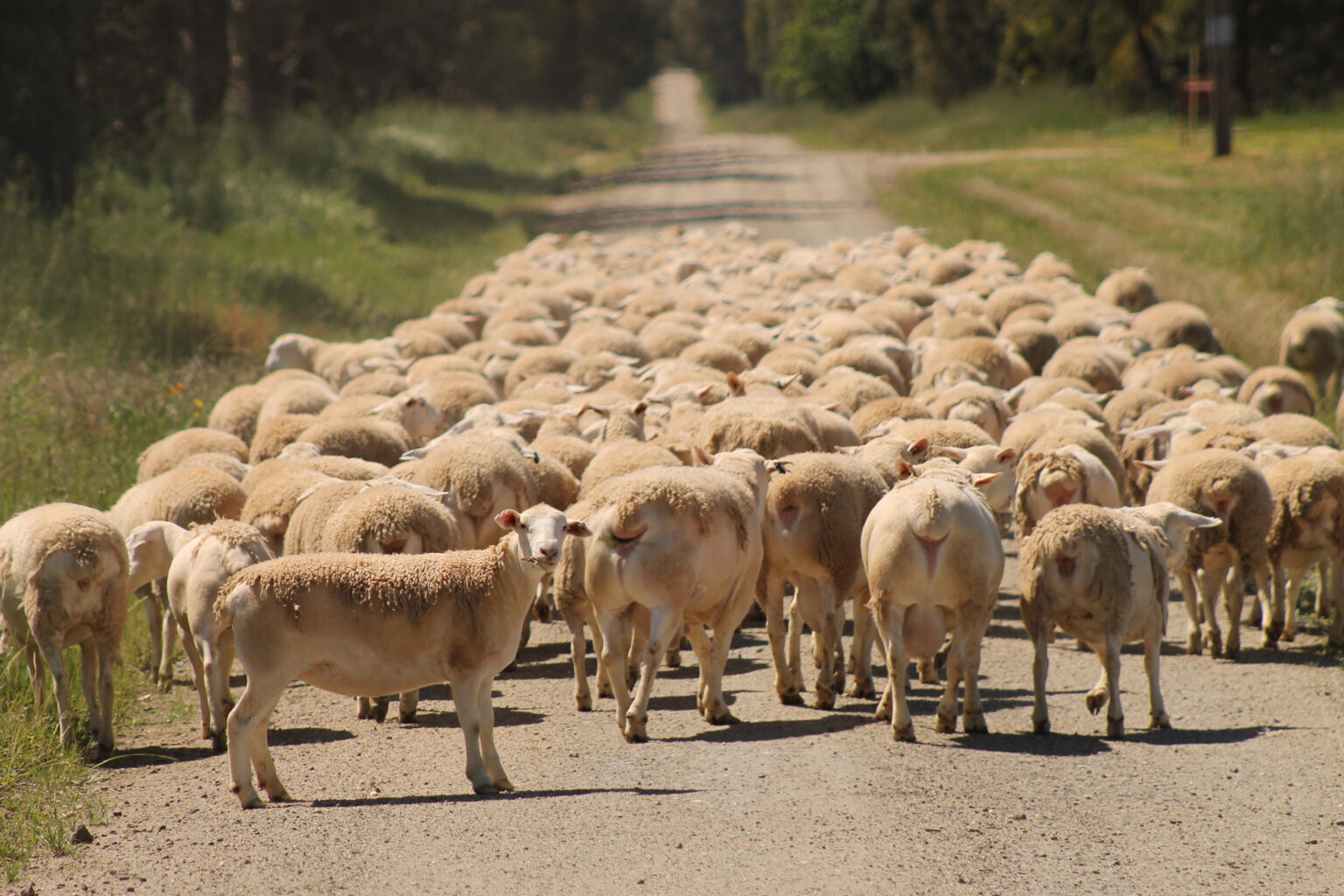 Commercial vs Stud Dorpers? - Australian Dorper & White Dorper ...